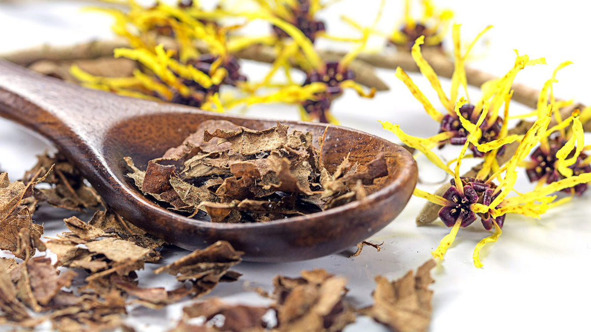 What is Hamamelis Virginiana? – Doctorhoys.com