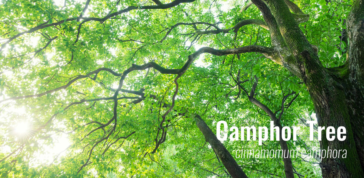 Amazing Benefits of Natural Camphor – Doctorhoys.com